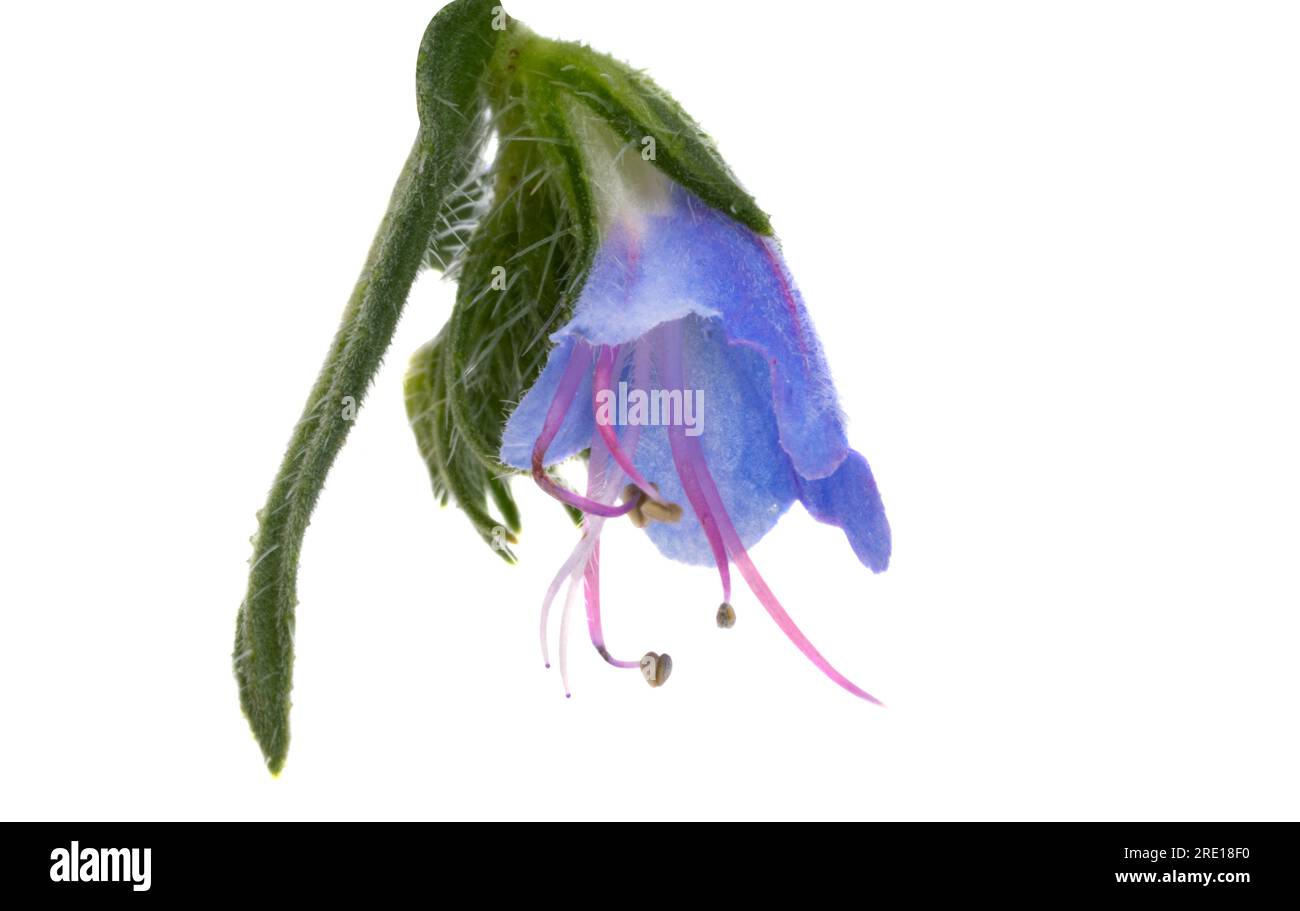 blue meadow flower isolated on white background Stock Photo - Alamy