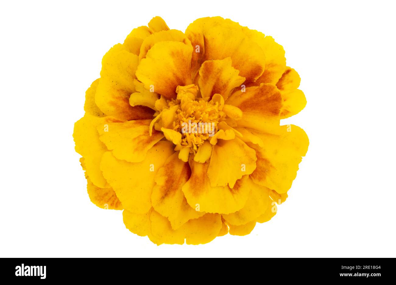 marigold isolated on white background Stock Photo - Alamy