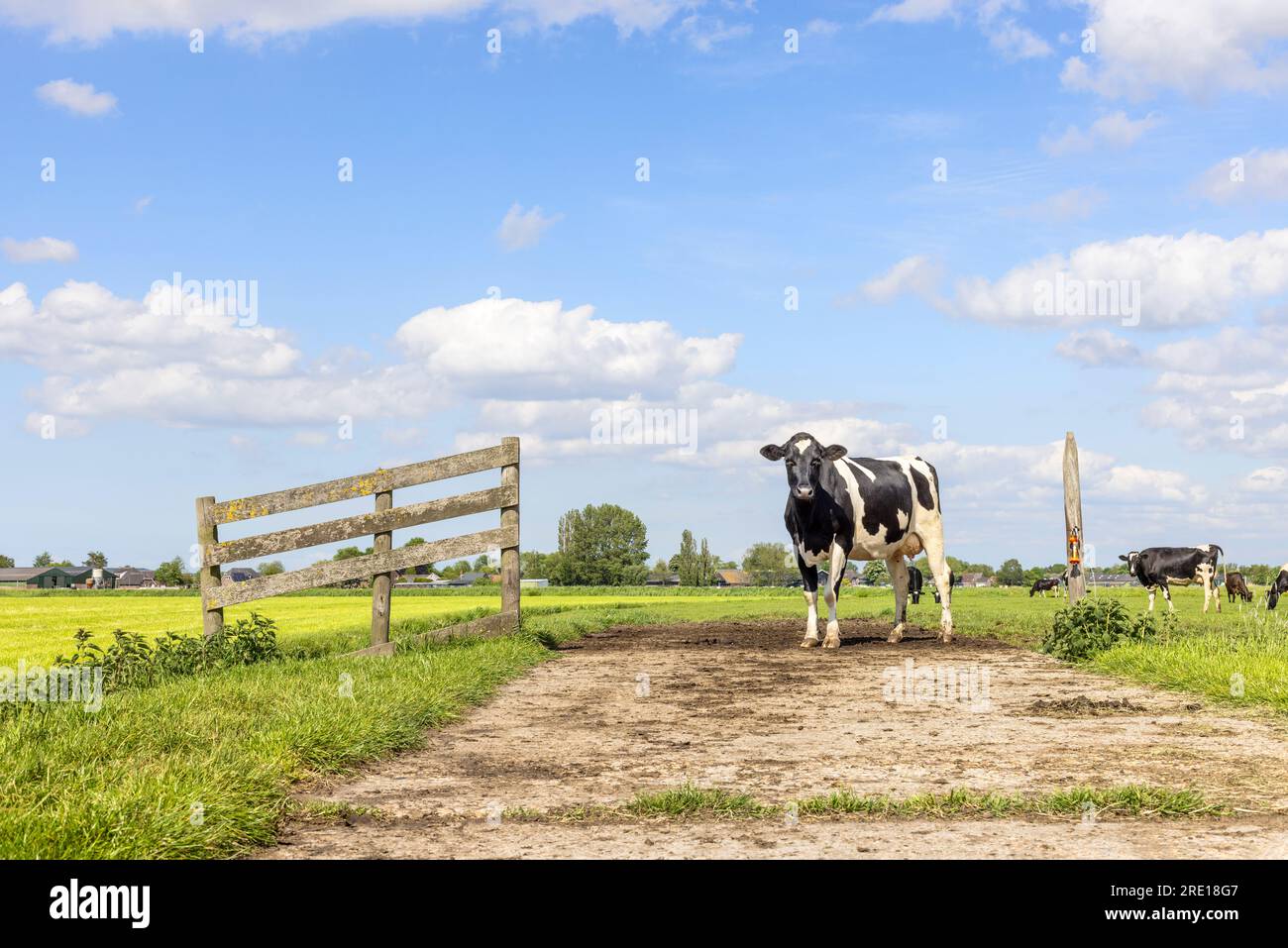 Cow and gate in agricultural land, bright green meadow with high sky ...