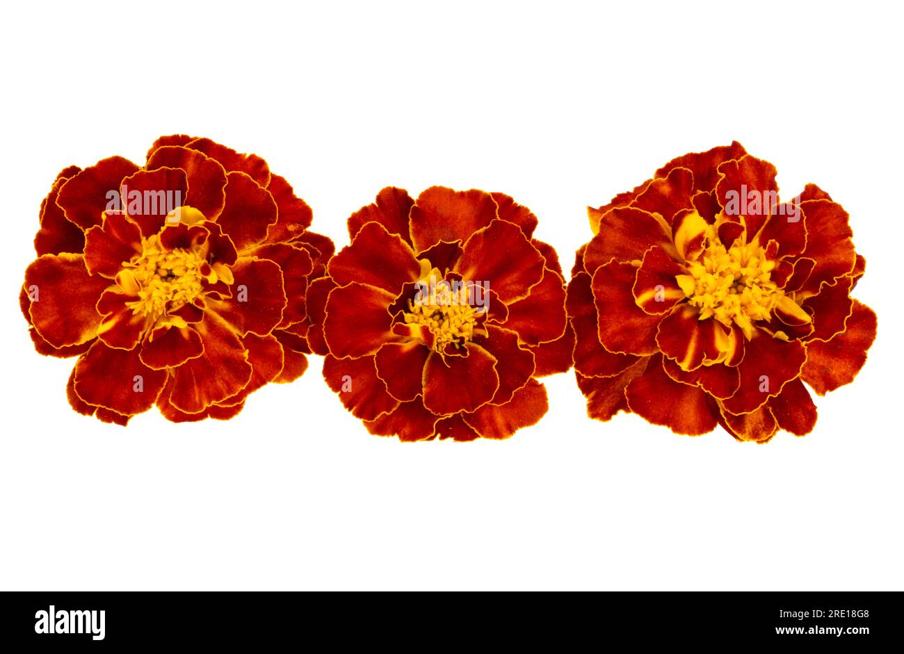 marigold isolated on white background Stock Photo - Alamy