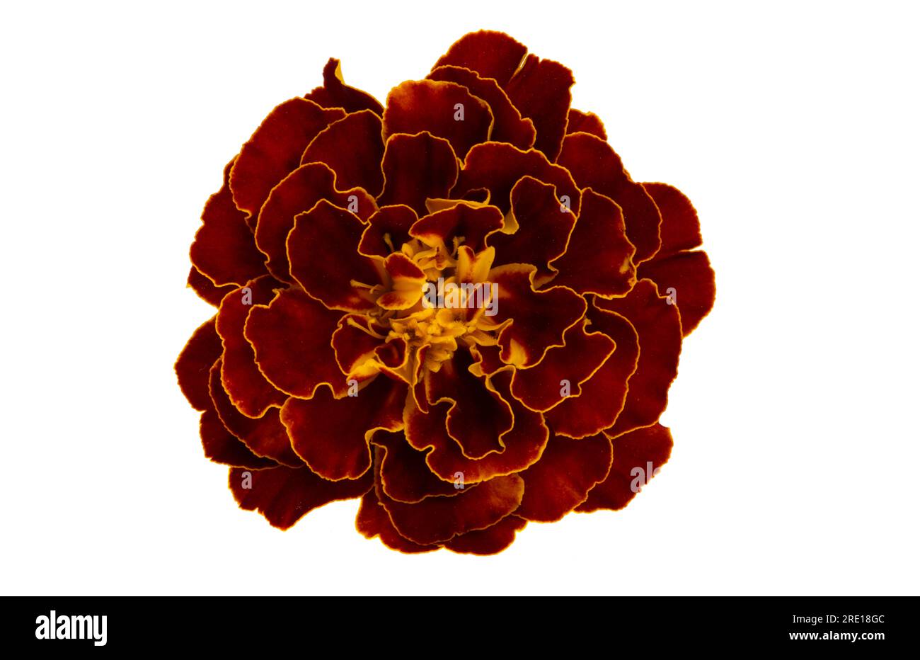 marigold isolated on white background Stock Photo - Alamy