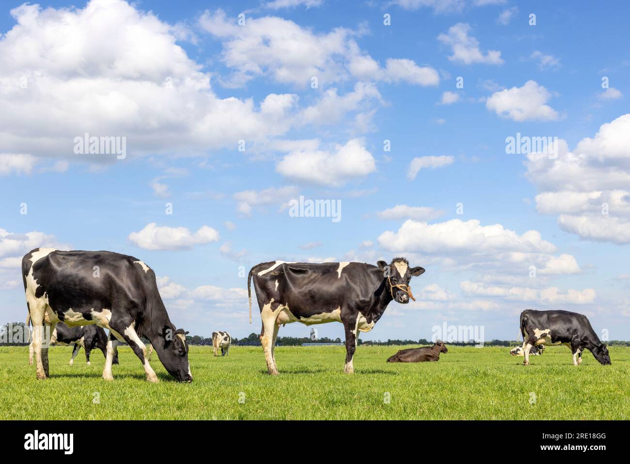 Grazing cows in a field eating blades of grass, black and white dairy ...