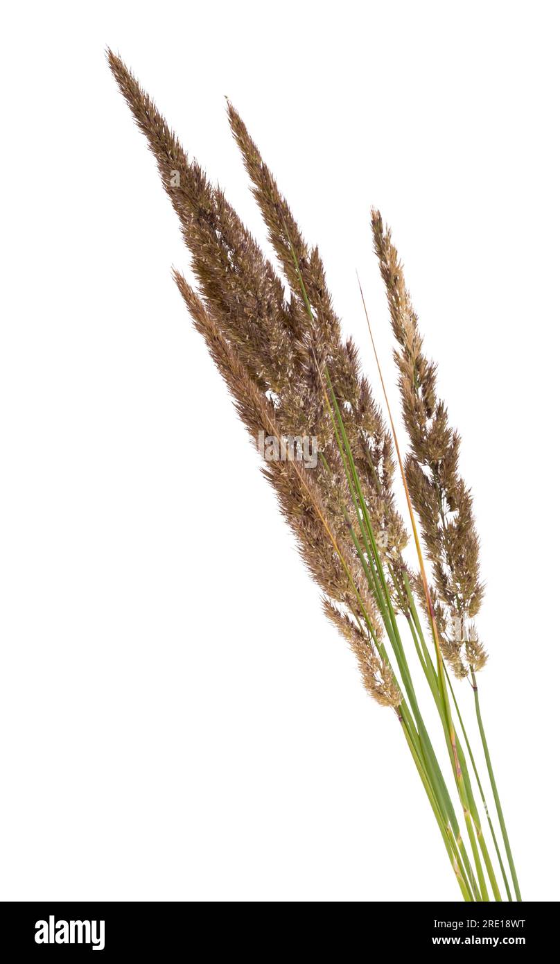 decorative grass isolated on white background Stock Photo - Alamy