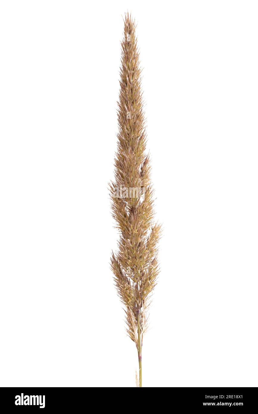 decorative grass isolated on white background Stock Photo - Alamy