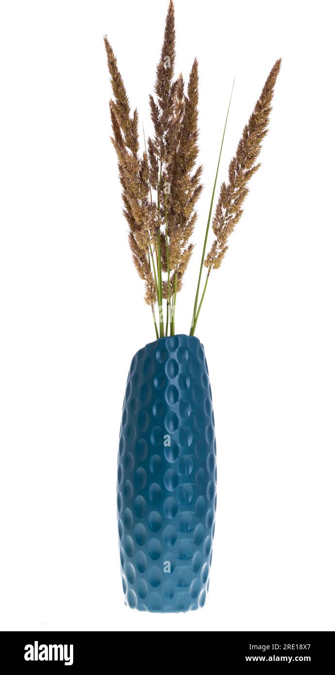 decorative grass isolated on white background Stock Photo - Alamy