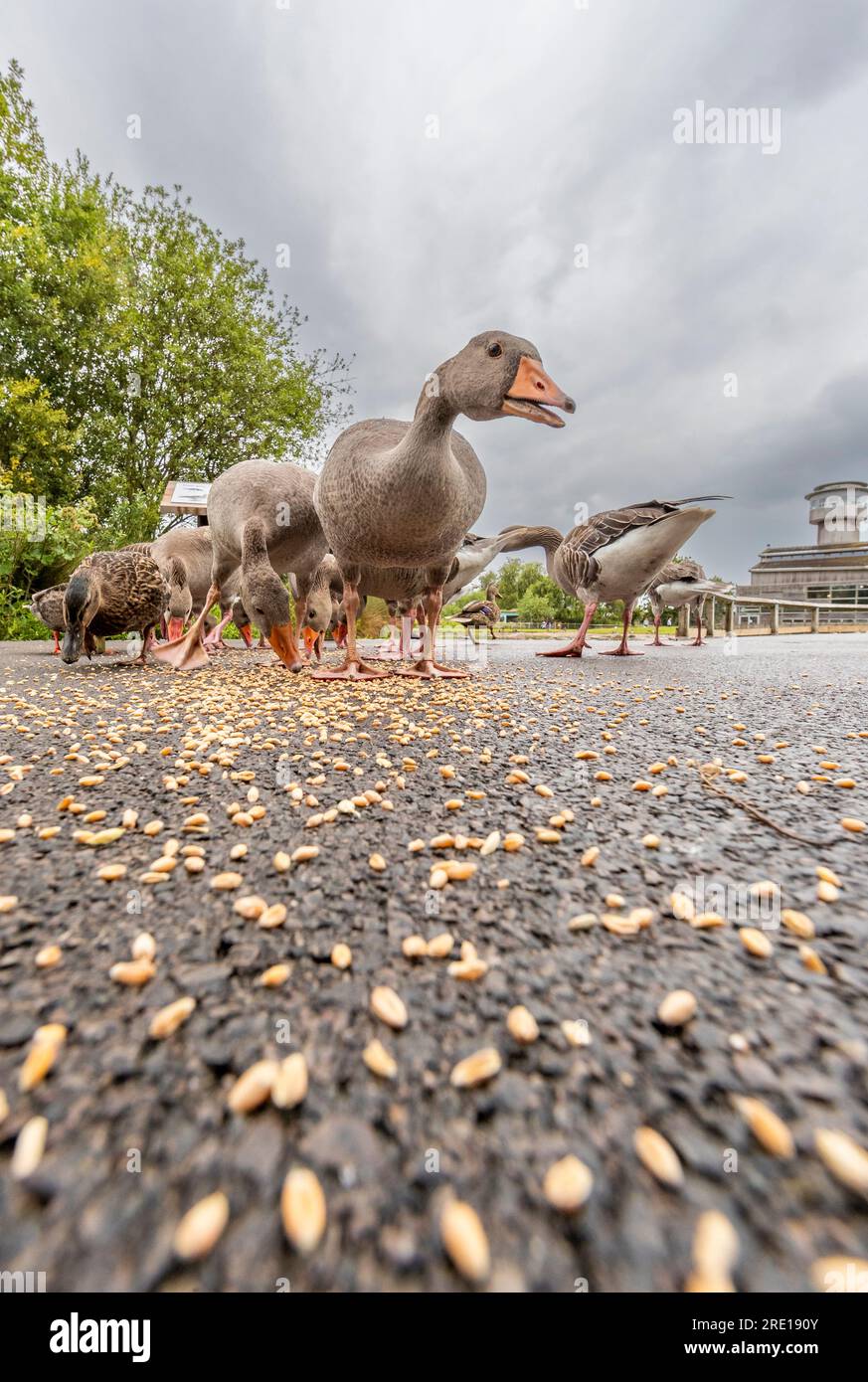 Feeding the geese at Slimbridge. Visitors can buy grain to feed to the ...