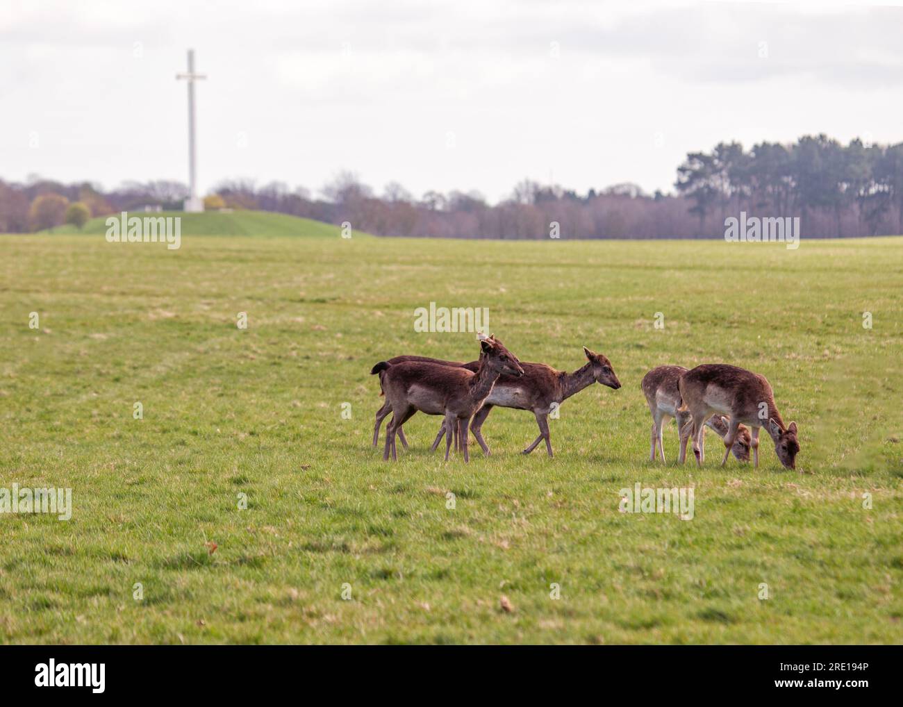 The Fallow Deer, originating from Europe, including Ireland, graces ...
