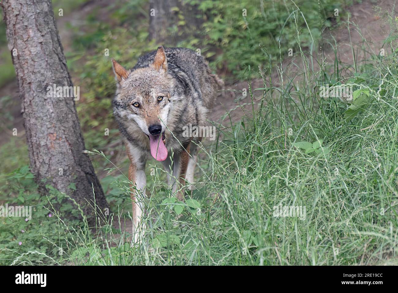 Face to face with the Italian wolf (Canis lupus italicus Stock Photo ...