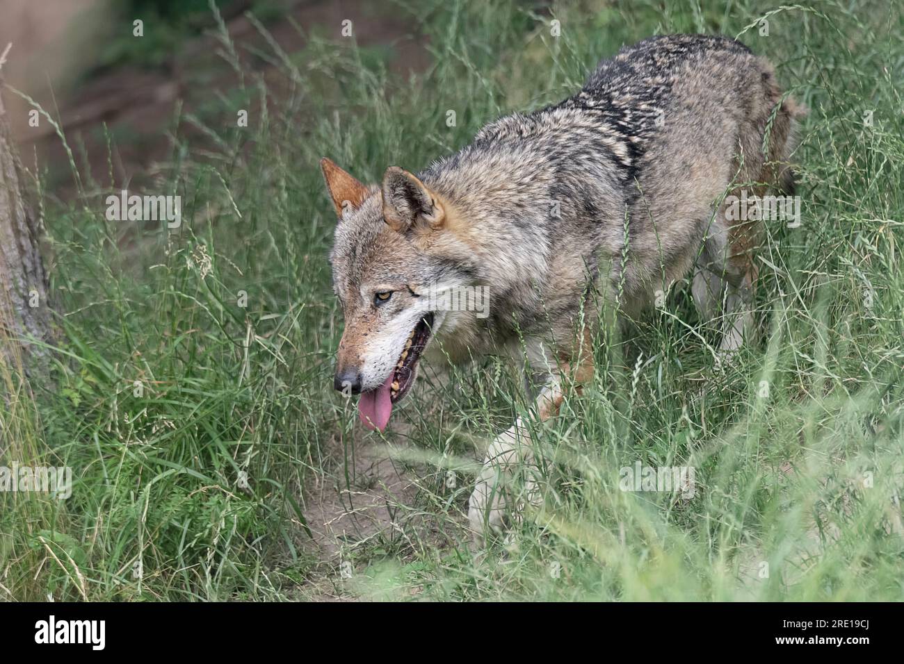 Wild Alps, the Italian wolf at dusk (Canis lupus italicus Stock Photo ...