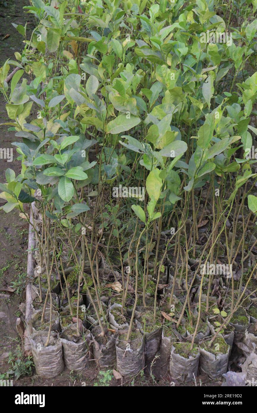 lemon tree plant on farm for harvest are cash crops Stock Photo - Alamy