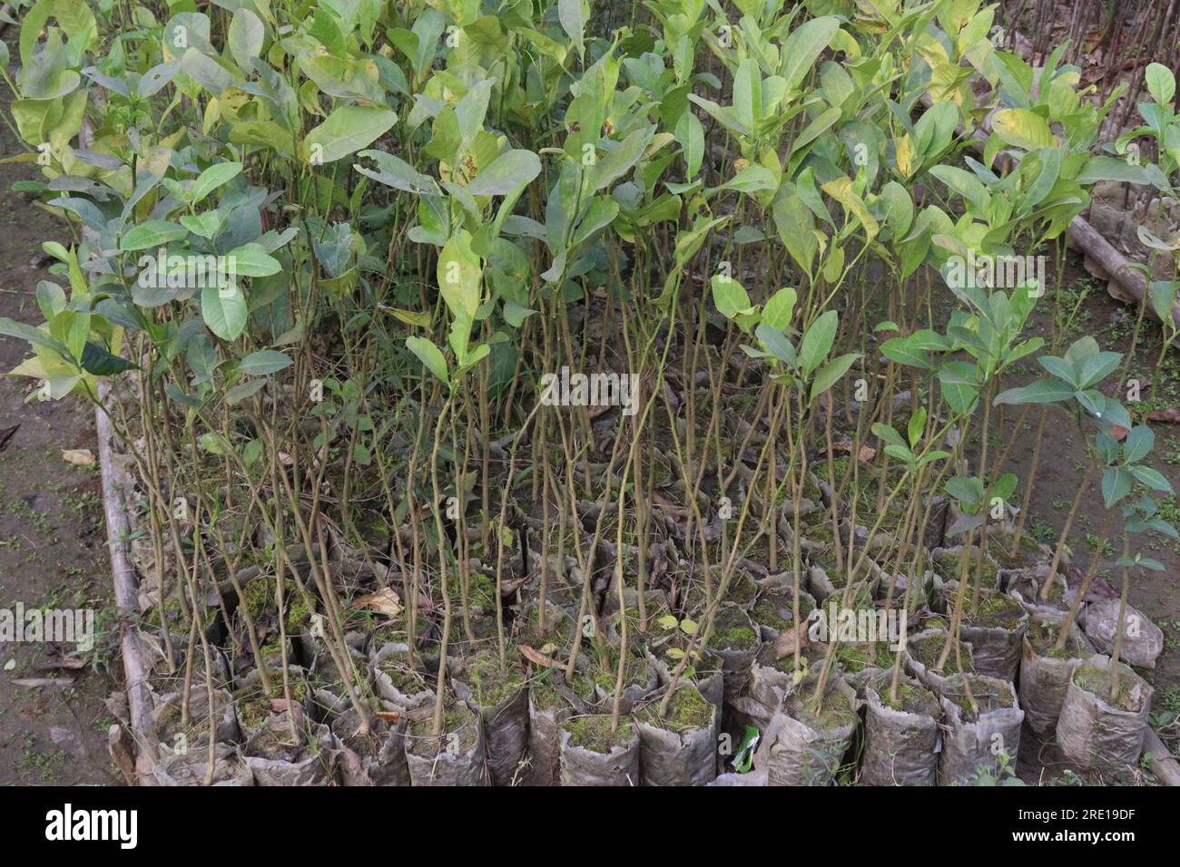 lemon tree plant on farm for harvest are cash crops Stock Photo - Alamy