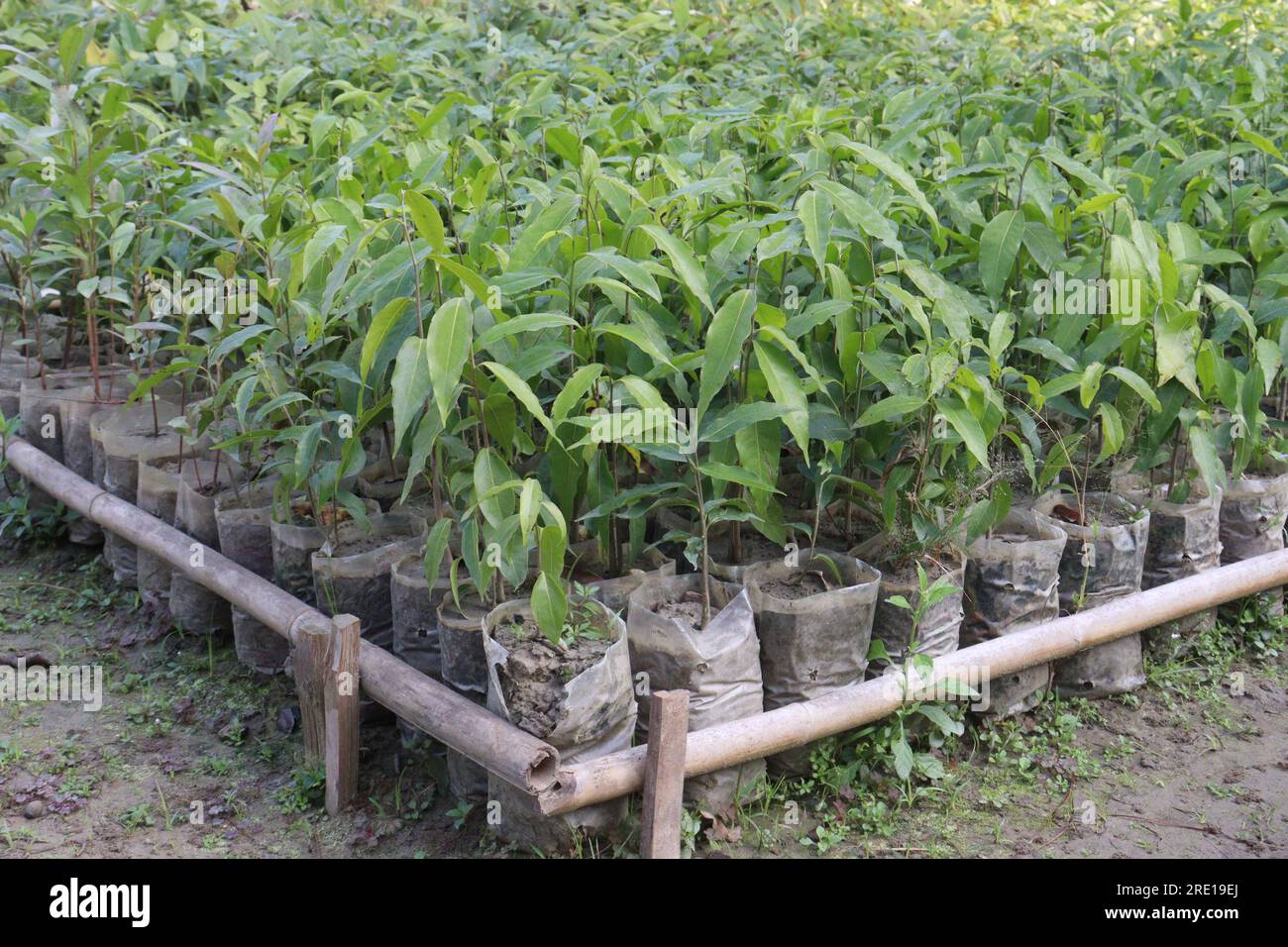 debdaru tree also commonly known by its Monoon longifolium on farm for ...