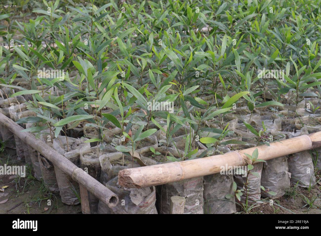 Acacia confusa tree plant on farm for harvest are cash crops Stock ...