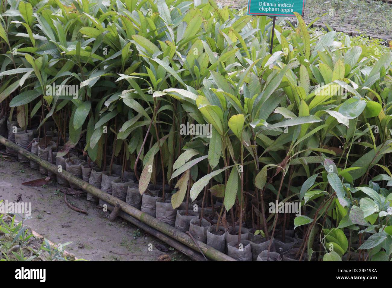 Dillenia indica tree plant in farm for harvest are cash crops Stock ...