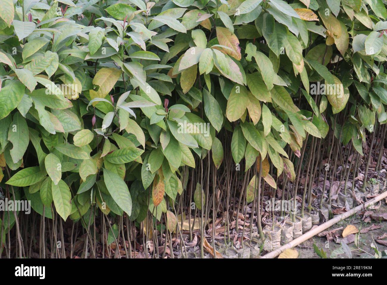 Mahogany tree plant on farm for harvest are cash crops Stock Photo - Alamy