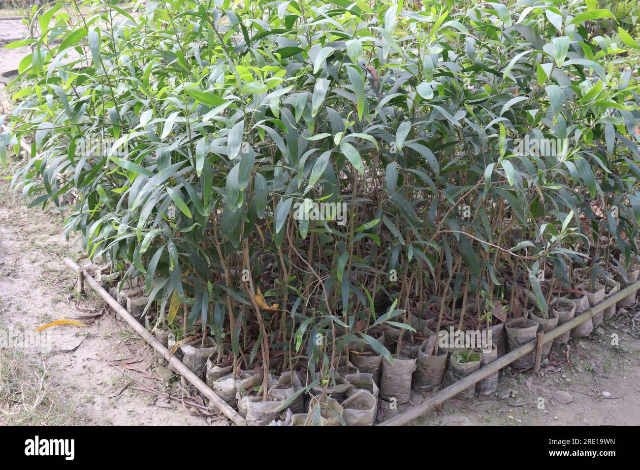 Acacia confusa tree plant on farm for harvest are cash crops Stock ...