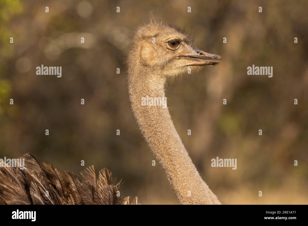 A close up view of the head and neck of a female ostrich on the Hans ...