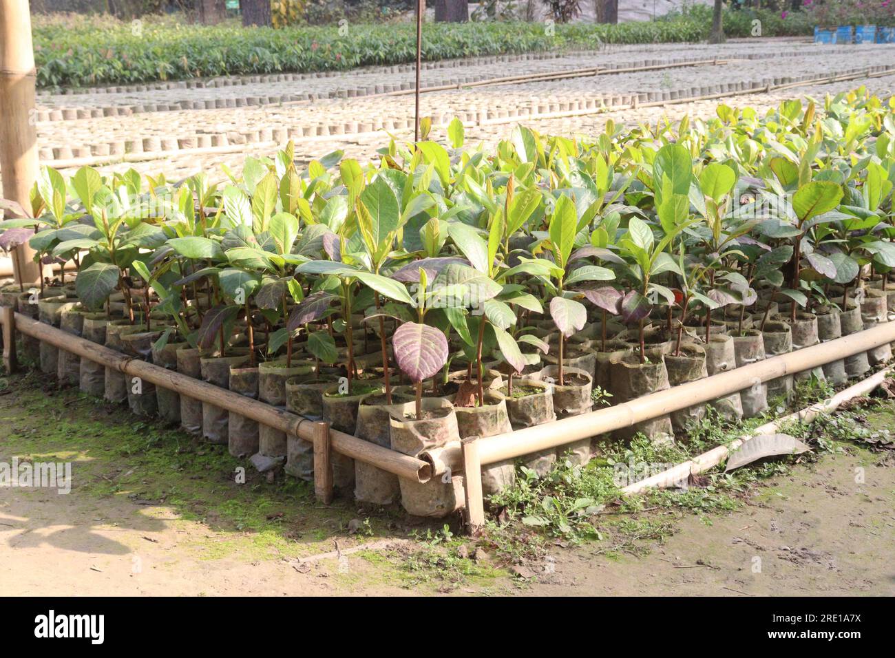 Terminalia catappa tree plant on farm for harvest are cash crops Stock ...