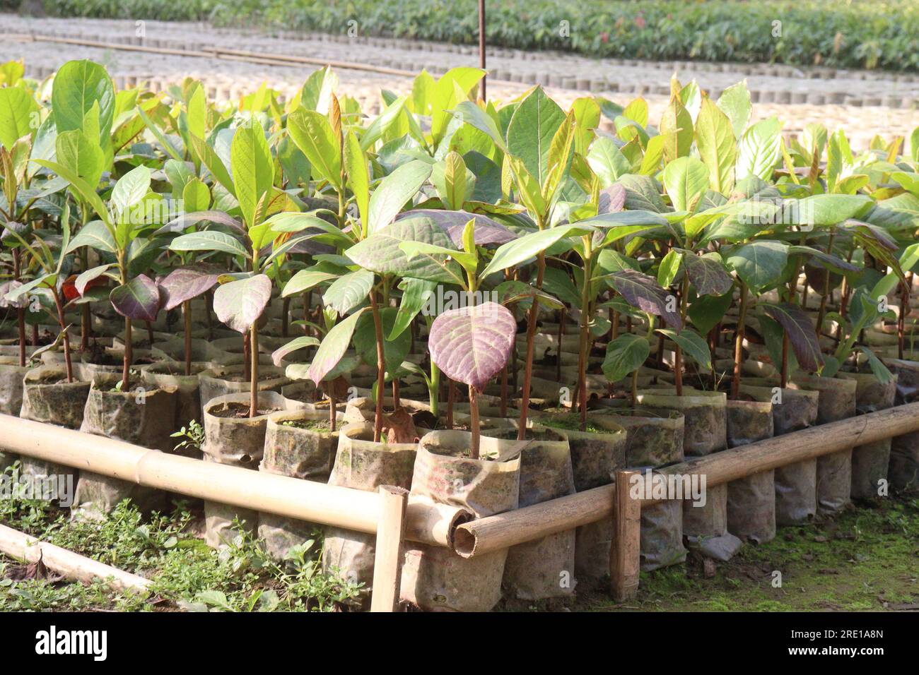 Terminalia catappa tree plant on farm for harvest are cash crops Stock ...