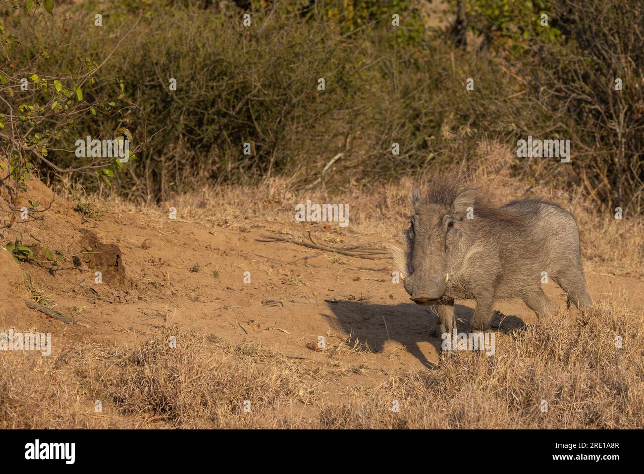 An adult warthog walking in the sunlight at Ingwelala which is part of ...