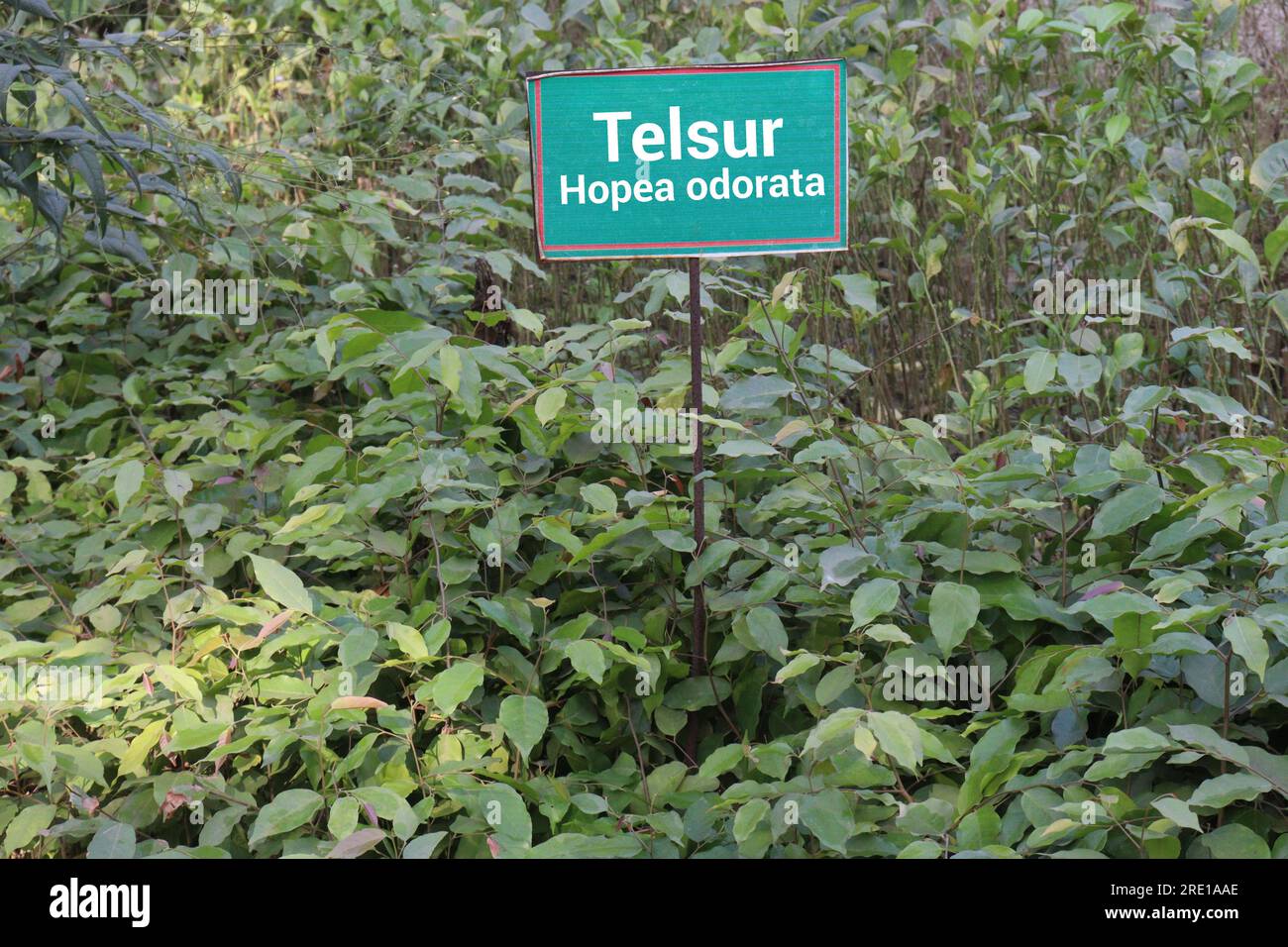 hopea odorata tree plant on farm for harvest are cash crops Stock Photo ...