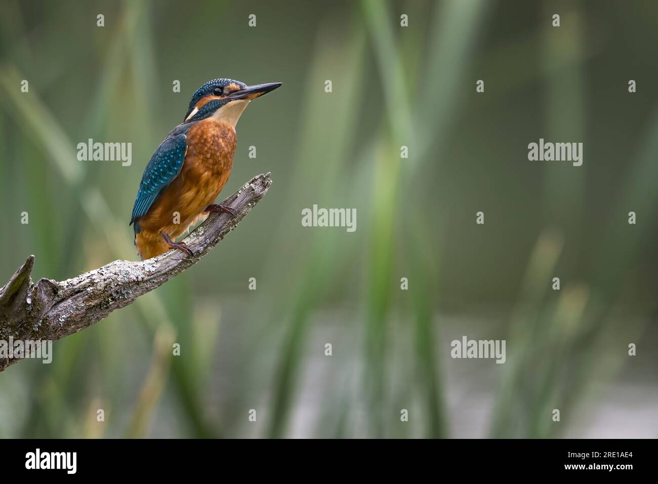 Common Kingfisher looking for a fish to eat with room on right of image ...