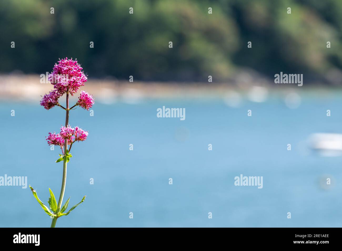 Red Valarian flower in sharp focus with East Portlemouth beach and the ...