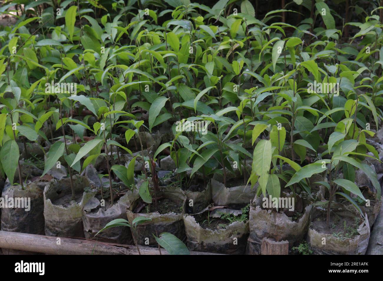debdaru tree also commonly known by its Monoon longifolium on farm for ...