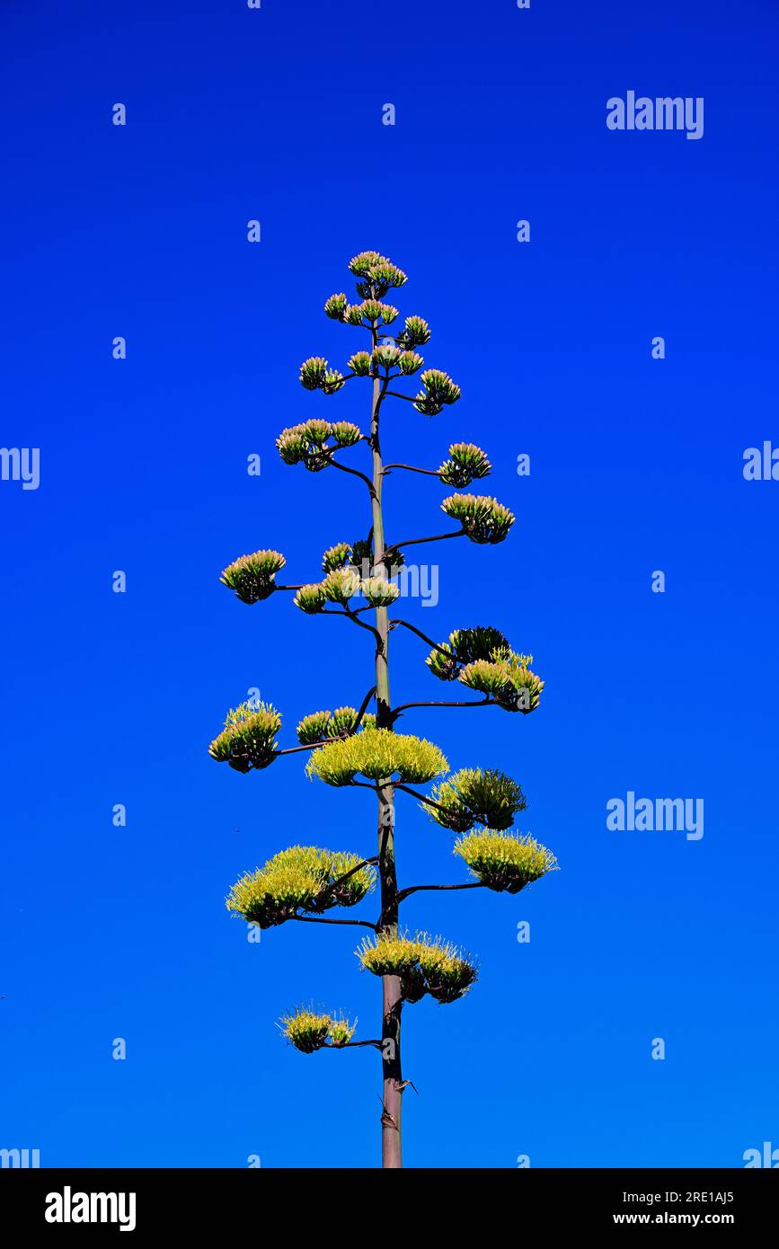Agave plant blooming hi-res stock photography and images - Alamy