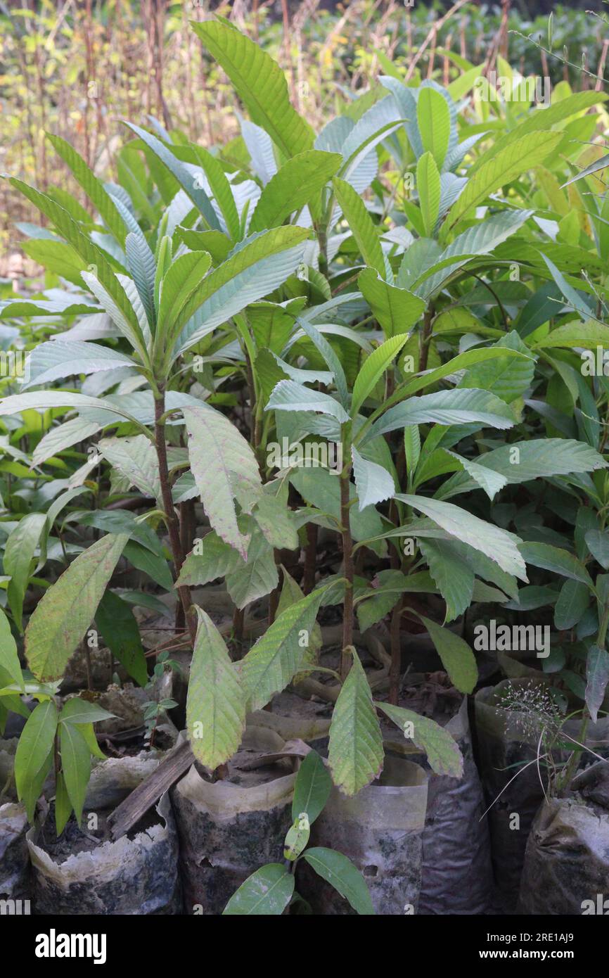 Dillenia indica tree plant in farm for harvest are cash crops Stock ...