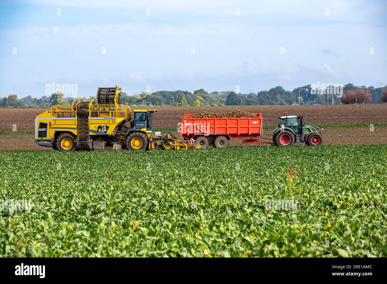 Beet harvesting in a field in the Seine Maritime department (northern ...