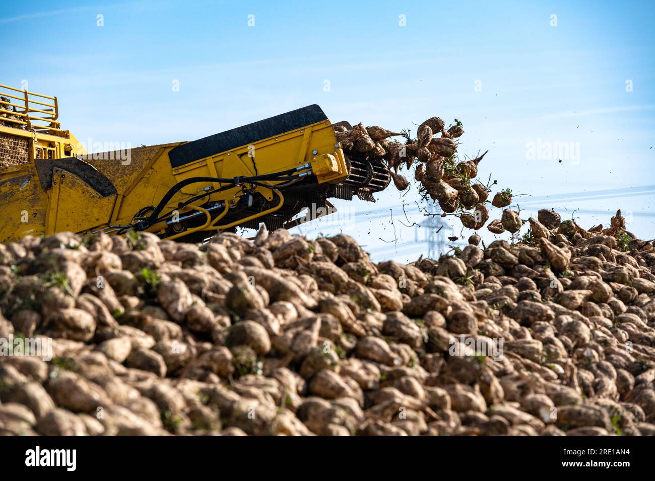 Beet harvesting in a field in the Seine Maritime department (northern ...