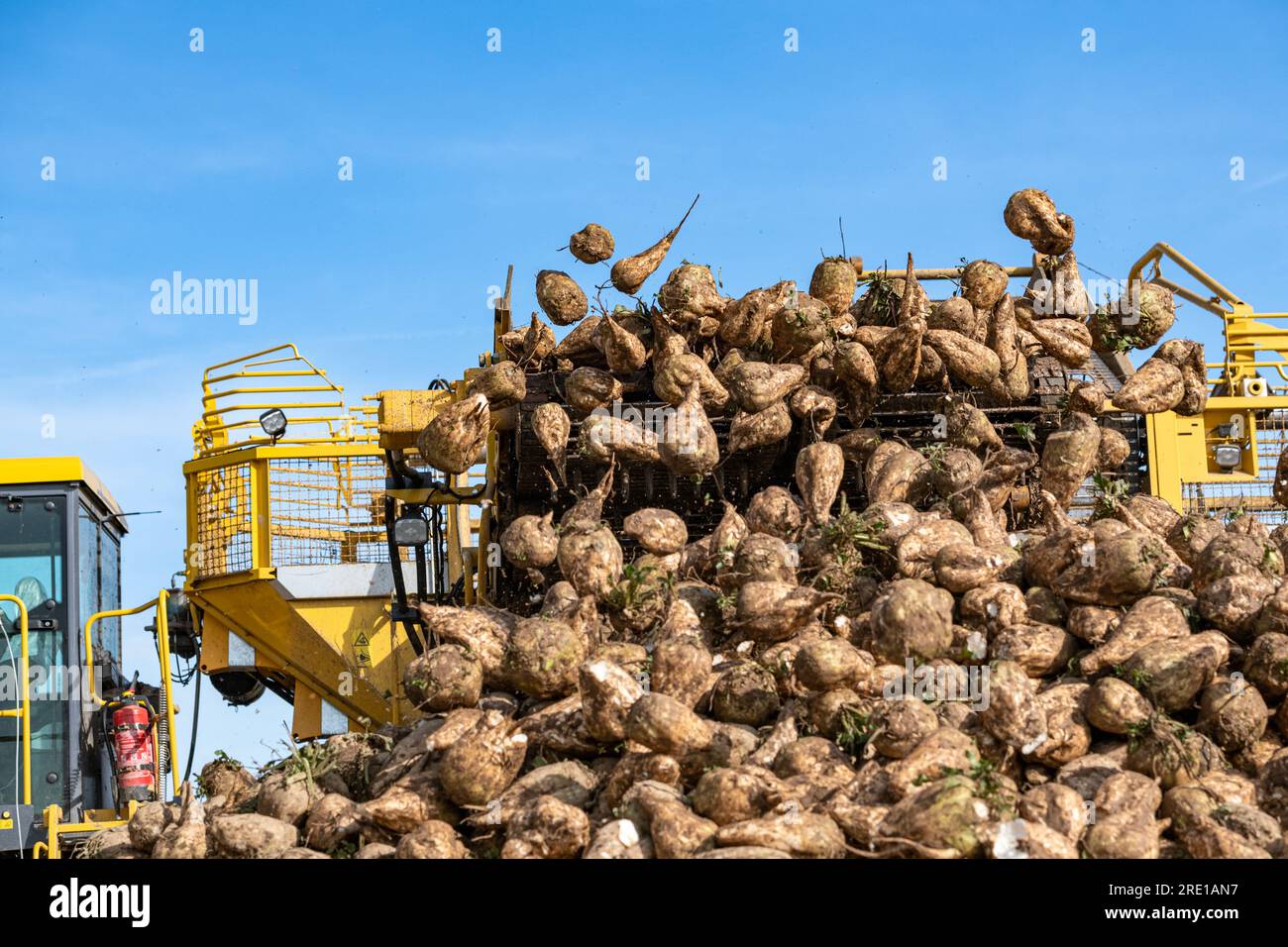 Beet harvesting in a field in the Seine Maritime department (northern ...