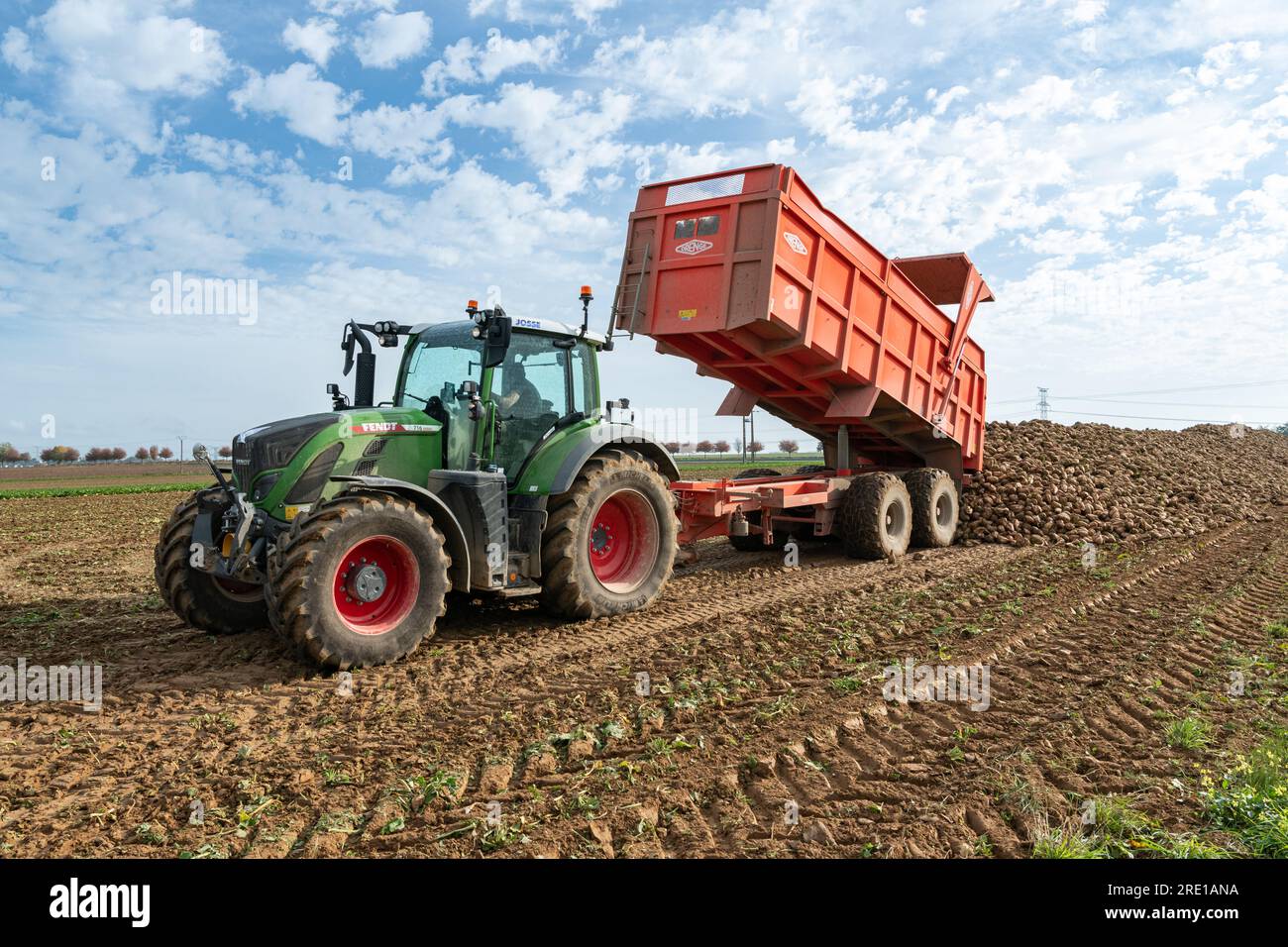 Beet harvesting in a field in the Seine Maritime department (northern ...