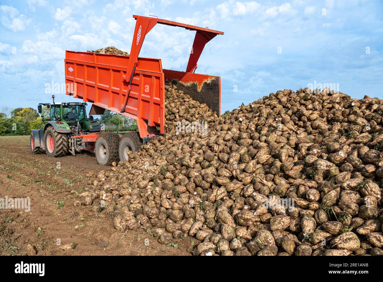 Beet harvesting in a field in the Seine Maritime department (northern ...