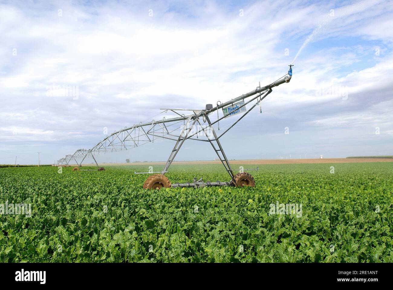 Irrigation, automatic watering of a beet field. Irrigation sprayline ...