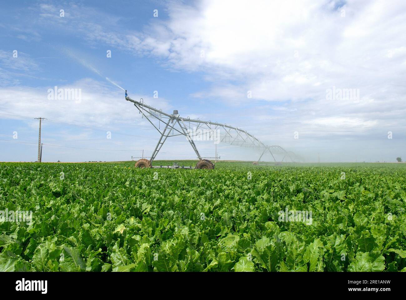 Irrigation, automatic watering of a beet field. Irrigation sprayline ...