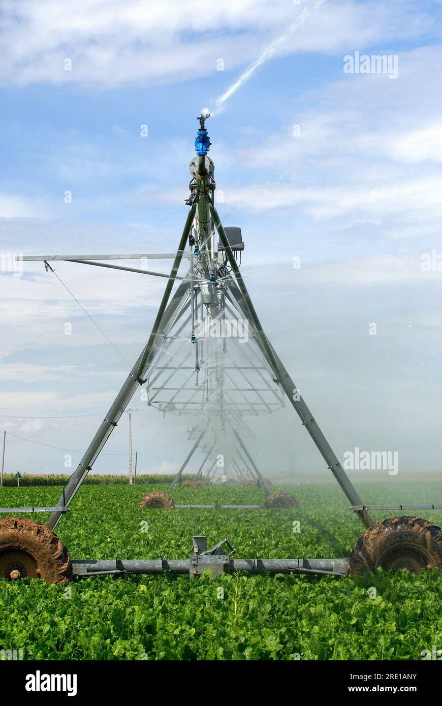 Irrigation, automatic watering of a beet field. Irrigation sprayline ...