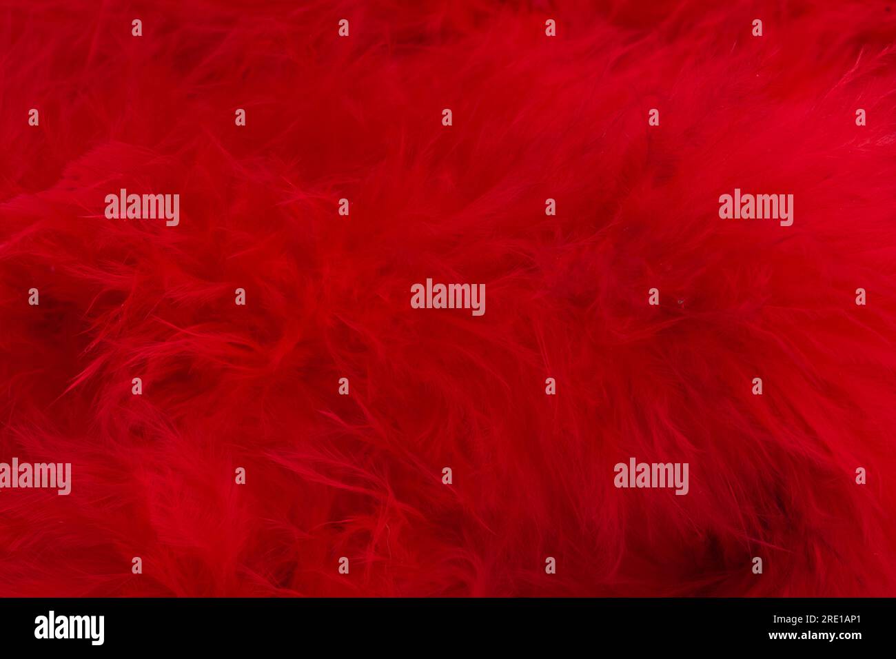 Red swan hi-res stock photography and images - Alamy