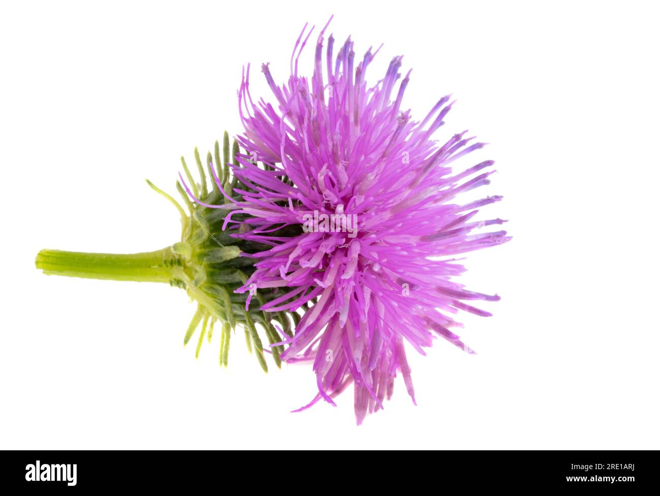 burdock flower isolated on white background Stock Photo - Alamy