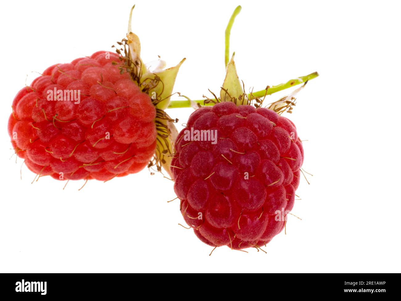 wild raspberry isolated on white background Stock Photo - Alamy
