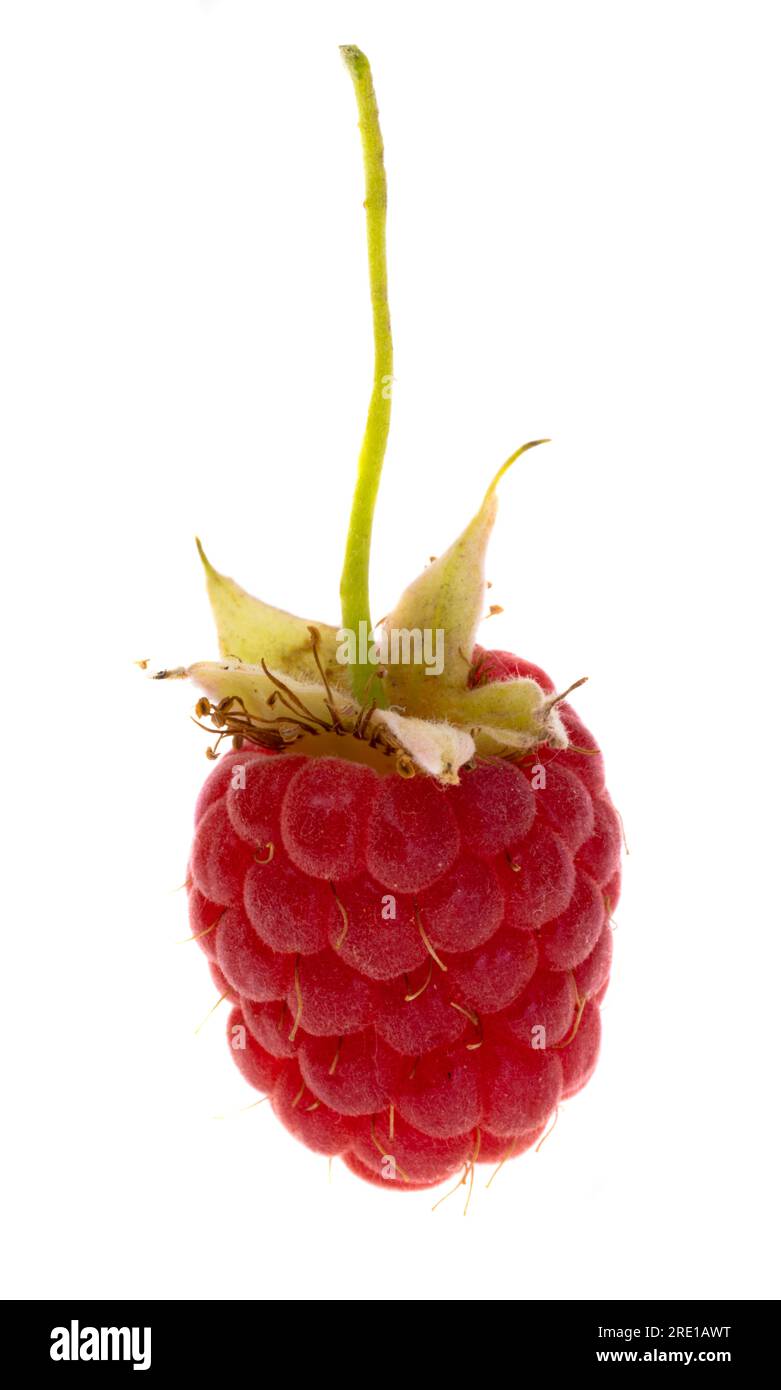 wild raspberry isolated on white background Stock Photo - Alamy