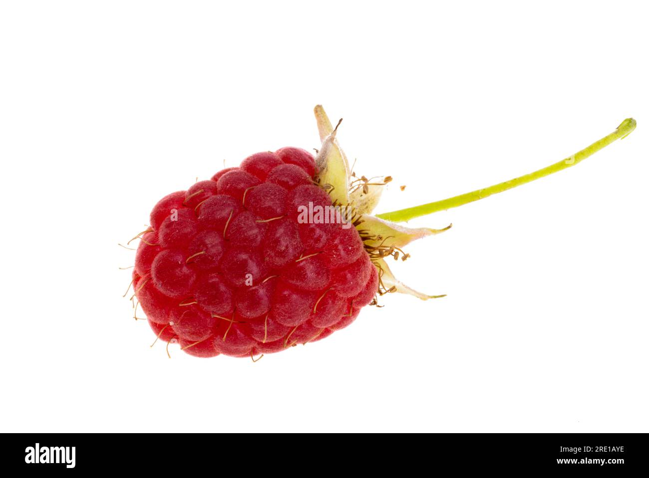 wild raspberry isolated on white background Stock Photo - Alamy