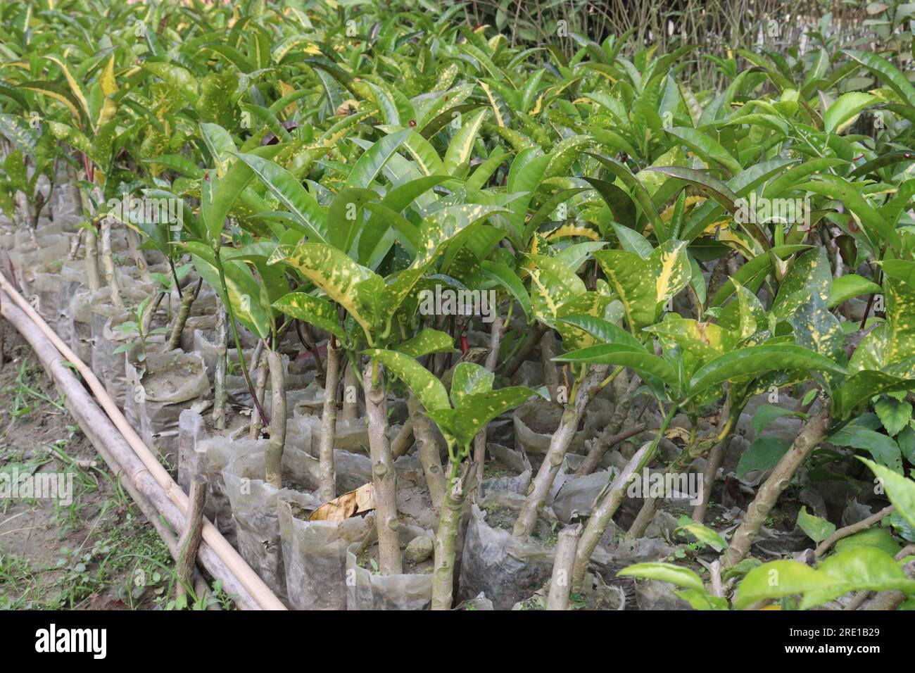 Garden croton tree plant on farm for harvest are cash crops Stock Photo ...