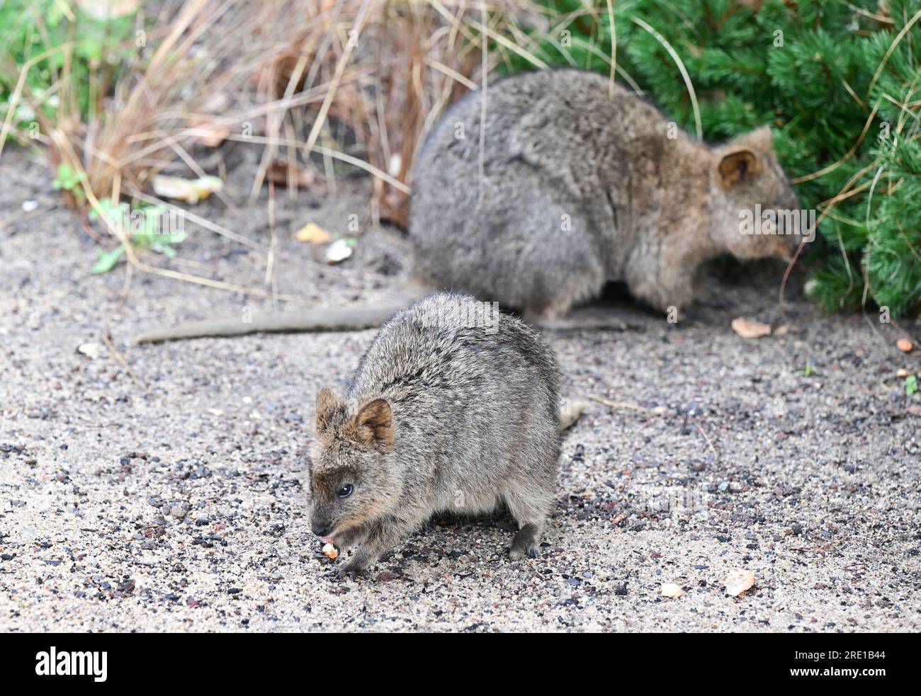 Stuttgart, Germany. 24th July, 2023. Two quokkas from Australia explore ...