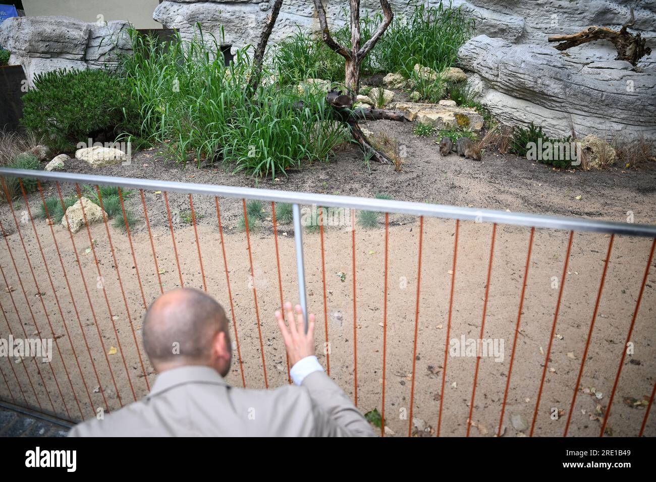 Stuttgart, Germany. 24th July, 2023. Two quokkas from Australia explore ...