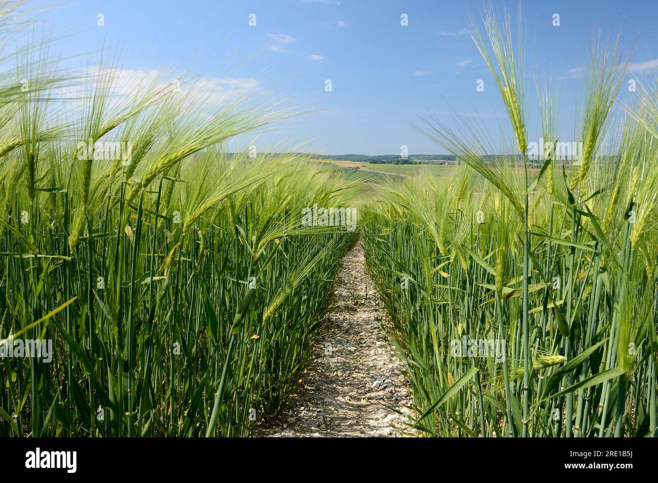 Barley cultivation hi-res stock photography and images - Alamy
