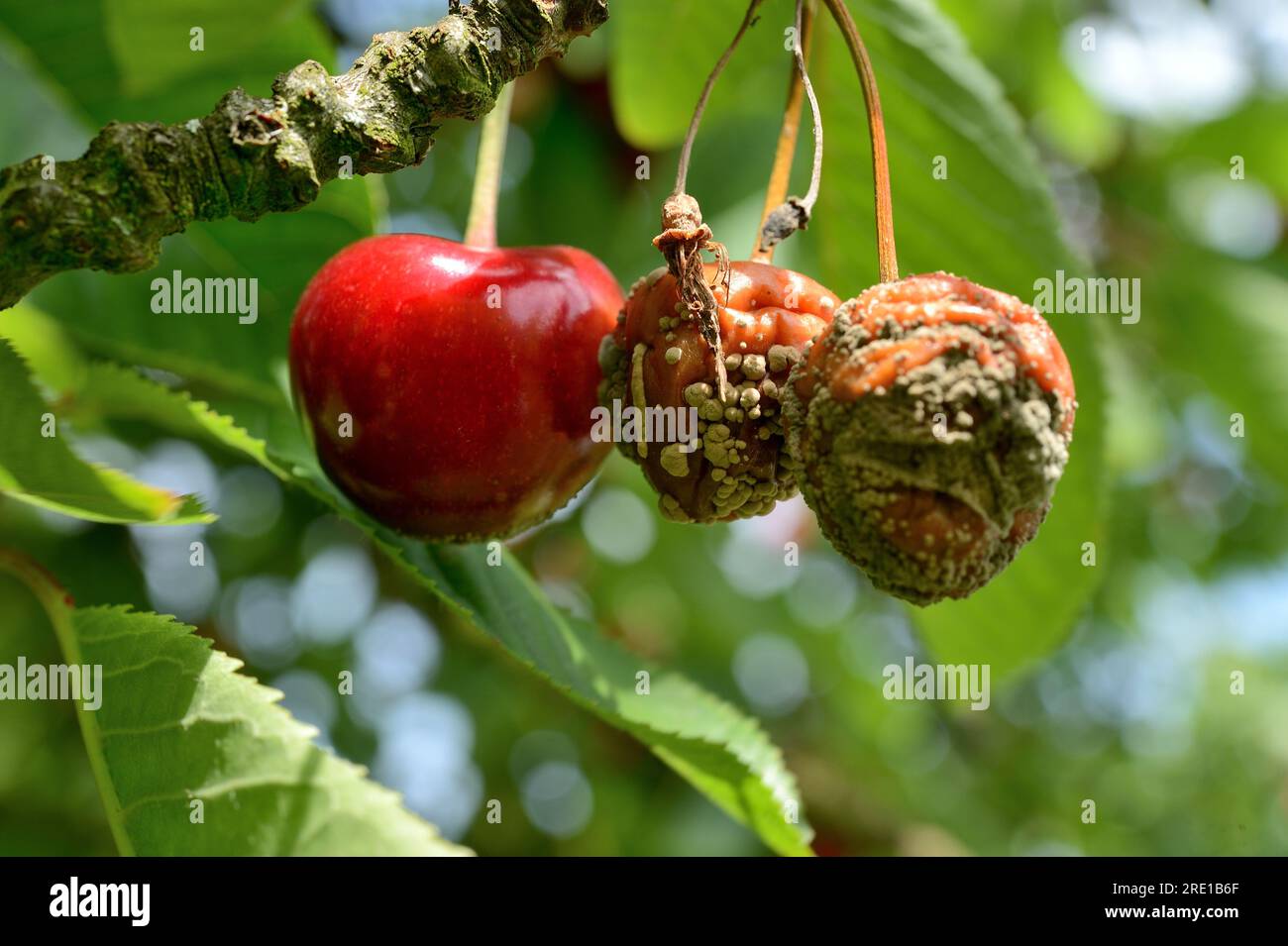 Agricultural disasters: cherry crops ruined by rain. Moldy rotten ...