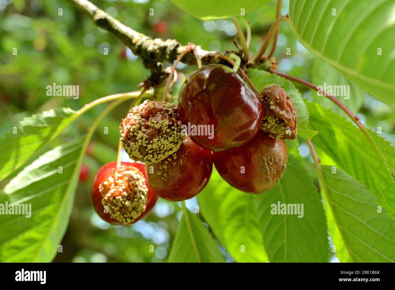 Agricultural disasters: cherry crops ruined by rain. Moldy rotten ...