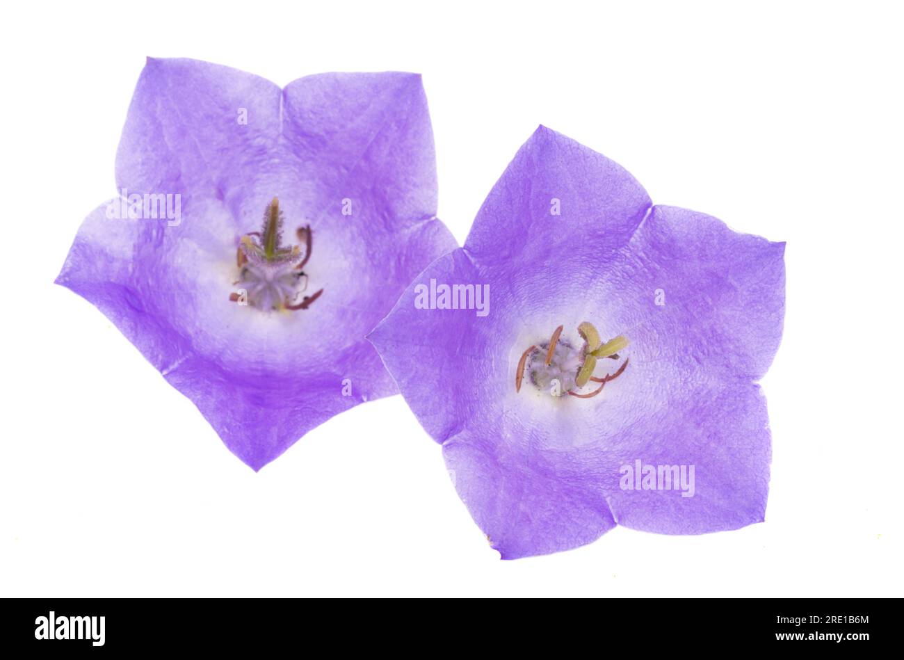 platycodon flower isolated on white background Stock Photo - Alamy